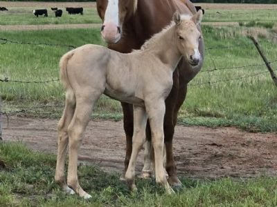 Woroniecki Ranch Quarter Horses