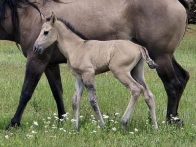 Woroniecki Ranch Quarter Horses