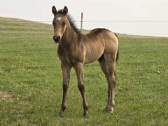 Woroniecki Ranch Quarter Horses