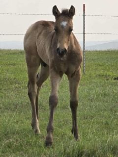 Woroniecki Ranch Quarter Horses