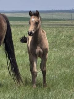 Woroniecki Ranch Quarter Horses