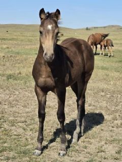 Woroniecki Ranch Quarter Horses
