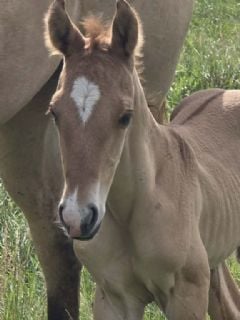 Woroniecki Ranch Quarter Horses
