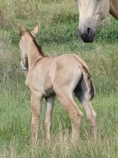 Woroniecki Ranch Quarter Horses