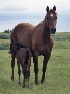 Woroniecki Ranch Quarter Horses